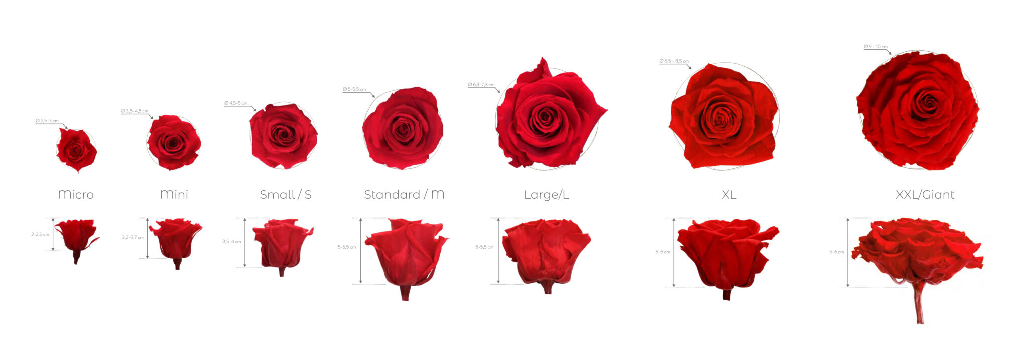 Forever Rose Size Guide for Domes, Gift Boxes & Wholesale